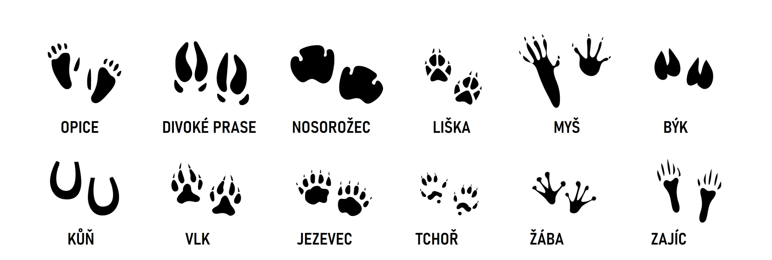 Stopy zvířat - K VYTISKNUTÍ, PRACOVNÍ LISTY - ProDětiCokoliv.cz