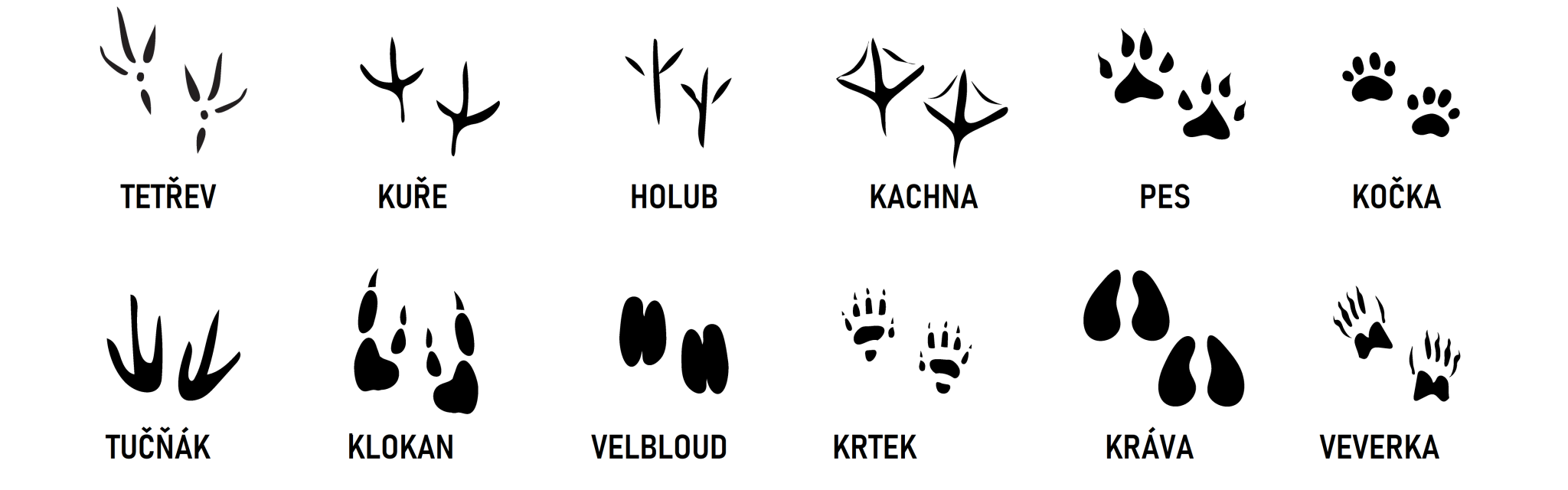 Stopy zvířat - K VYTISKNUTÍ, PRACOVNÍ LISTY - ProDětiCokoliv.cz