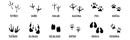Stopy zvířat - K VYTISKNUTÍ, PRACOVNÍ LISTY - ProDětiCokoliv.cz