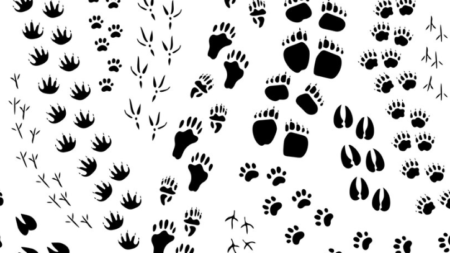 Stopy zvířat - K VYTISKNUTÍ, PRACOVNÍ LISTY - ProDětiCokoliv.cz